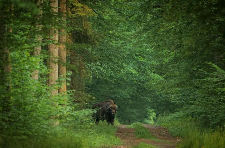 Discover Europe’s Ancient and Virgin Forests: A Journey Through ...