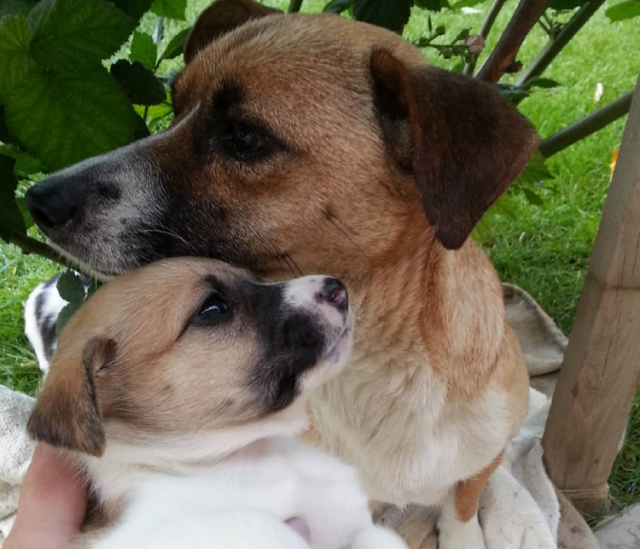 Who is Pakalu Papito Aka Xavier : Bio, History, Personal Information ...